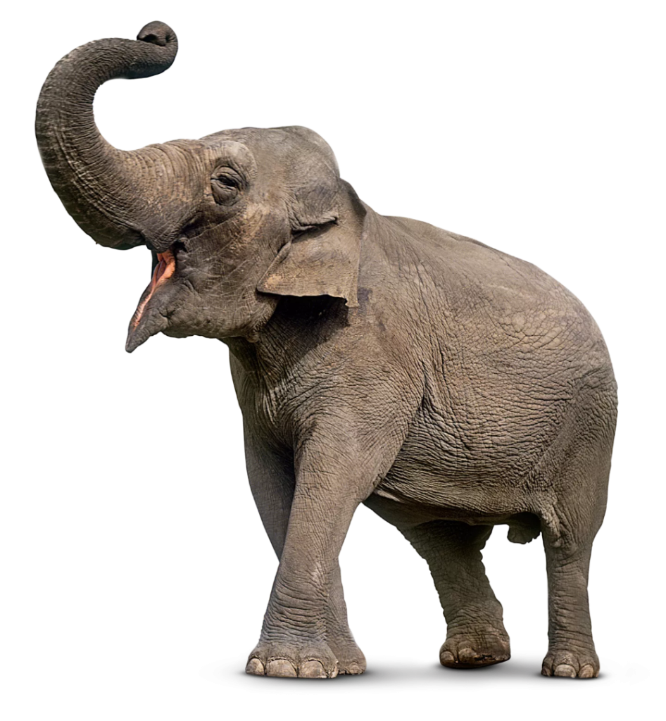 50+ Animal Names In Hindi And English: A Comprehensive Guide