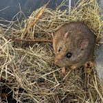 50+ Animal Names In Hindi And English: A Comprehensive Guide